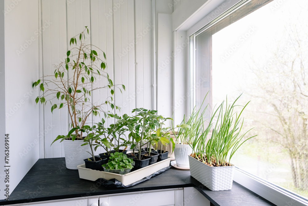 Seedlings of tomatoes, peppers and onions are grown on the windowsill ...