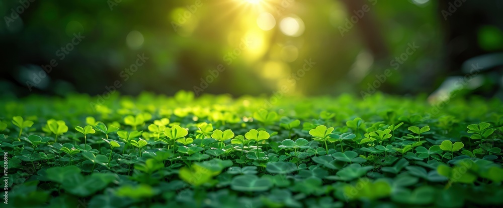 Clover Leaf Lens Flare Background, HD, Background Wallpaper, Desktop ...