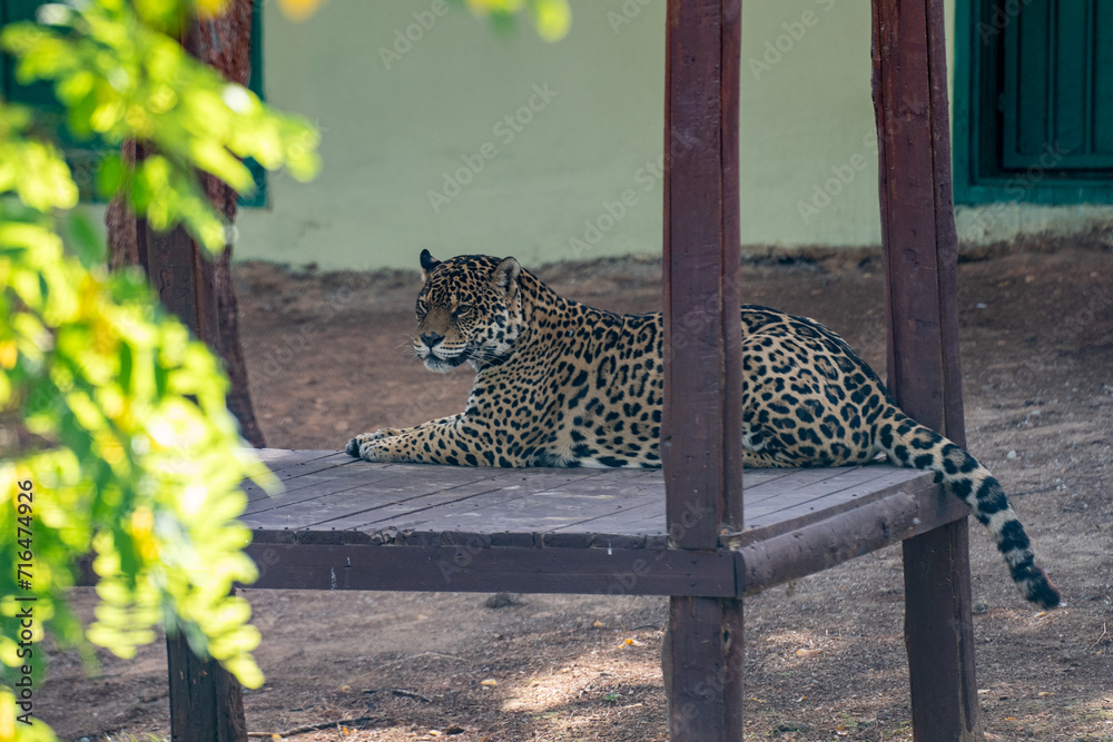 The jaguar in the zoo cage. The jaguar (Panthera onca) is a large cat ...
