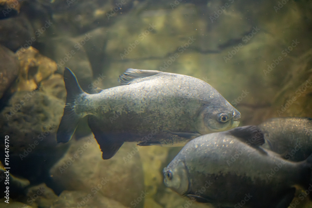 The serrasalmus rhombeus fish in the Zoo aquarium. Spotted piranha is a ...