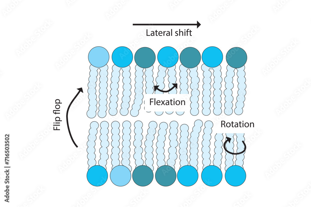 Diagram showing phospholipid mobilty across membrane - Transverse ...