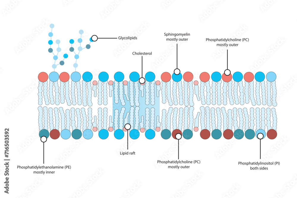 Diagrams showing schematic structure of cytoplasmatic membrane ...