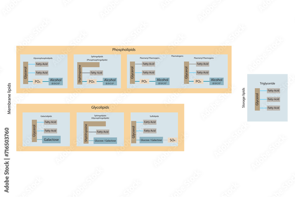Diagram showing classification of lipids - storage lipids, membrane ...