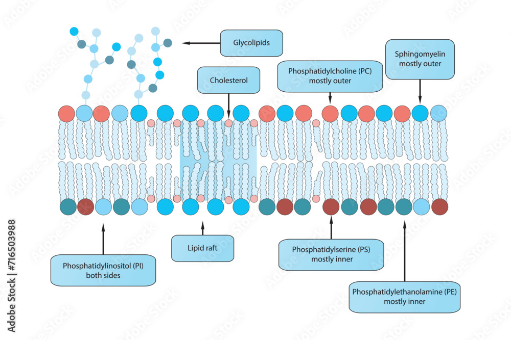 Diagrams showing schematic structure of cytoplasmatic membrane ...