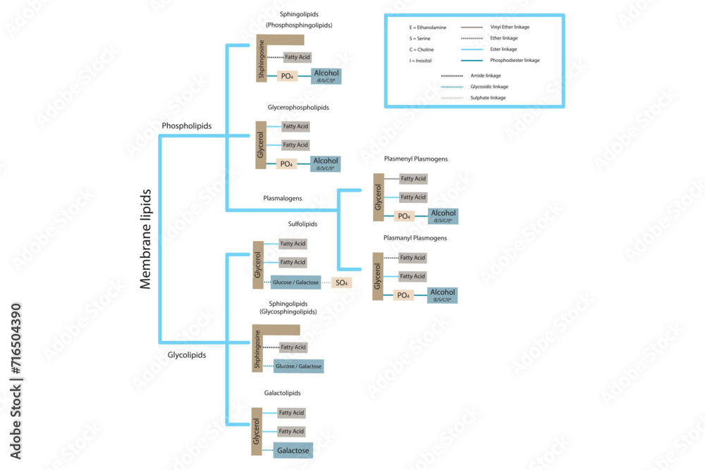 Stock-Vektorgrafik „Diagram showing classification of lipids - storage ... Stock-Vektorgrafik „Diagram showing classification of lipids - storage ...