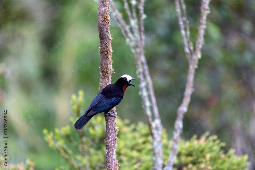 White-capped tanager (Sericossypha albocristata), genus Sericossypha ...