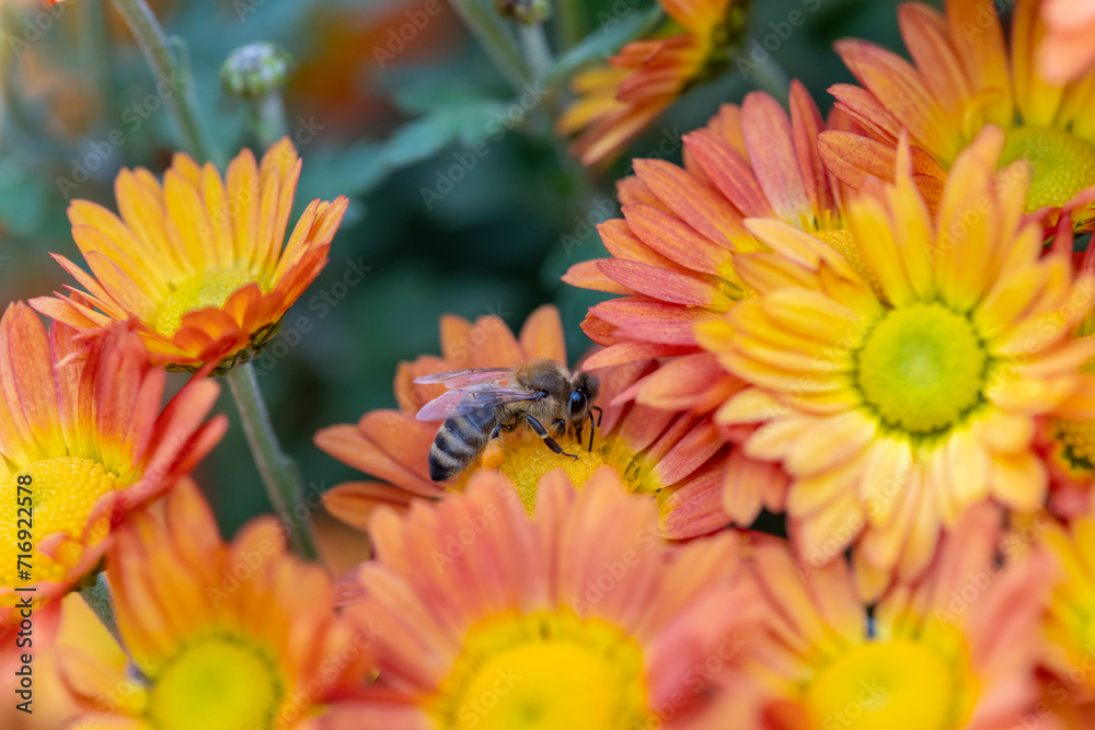 Honey bee tucked into orange flowers collecting pollen. Pollen can be ...