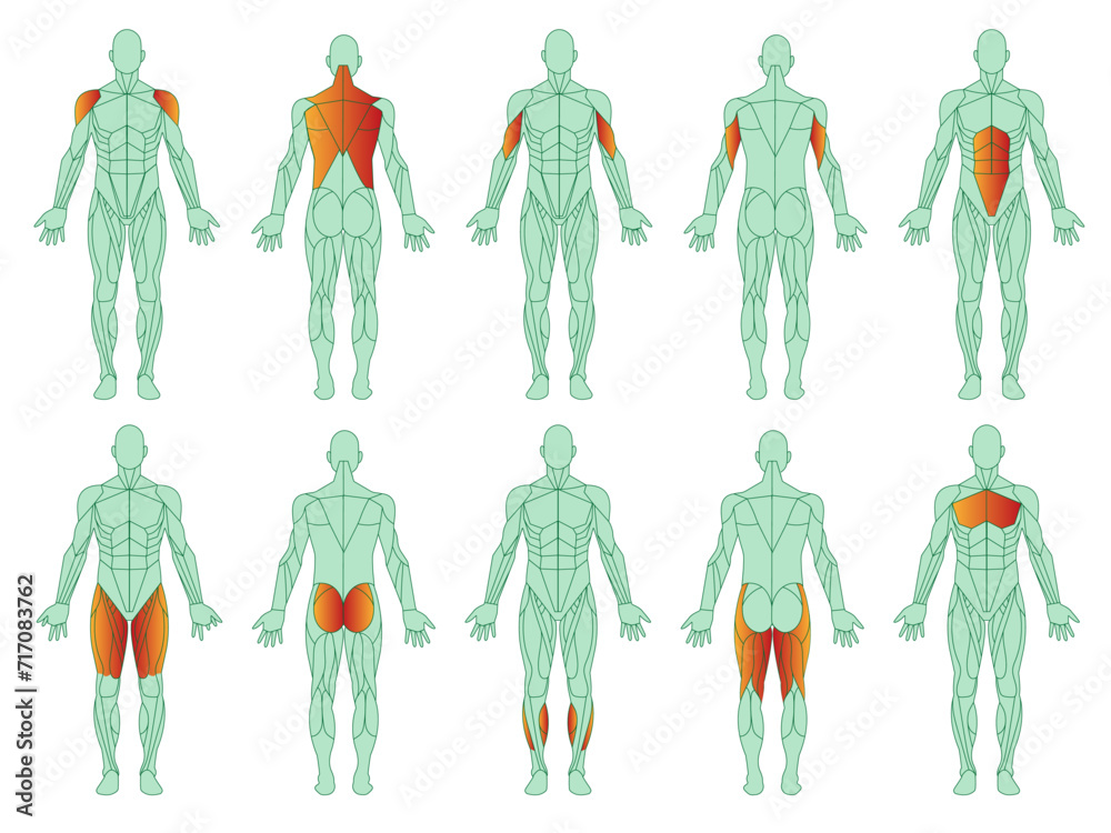 Stock-Vektorgrafik „Muscles illustration icon set. Figure of man and ...
