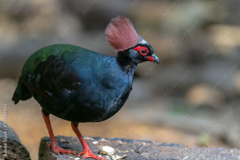 Crested Partridge (Rollulus rouloul) showcasing its exquisite and ...
