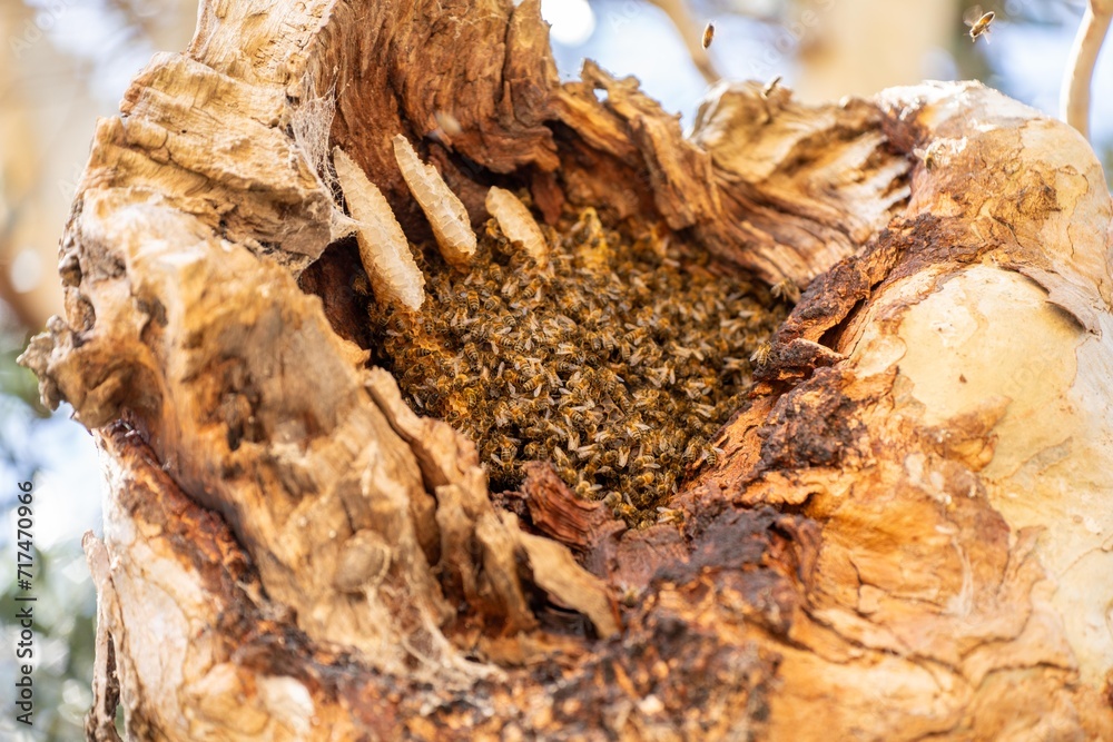 bee hive in a red gum tree hollow on a farm in australia. native bee ...