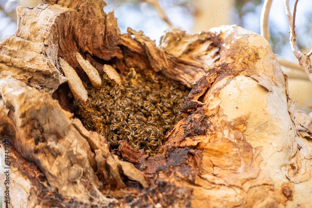 bee hive in a red gum tree hollow on a farm in australia. native bee ...
