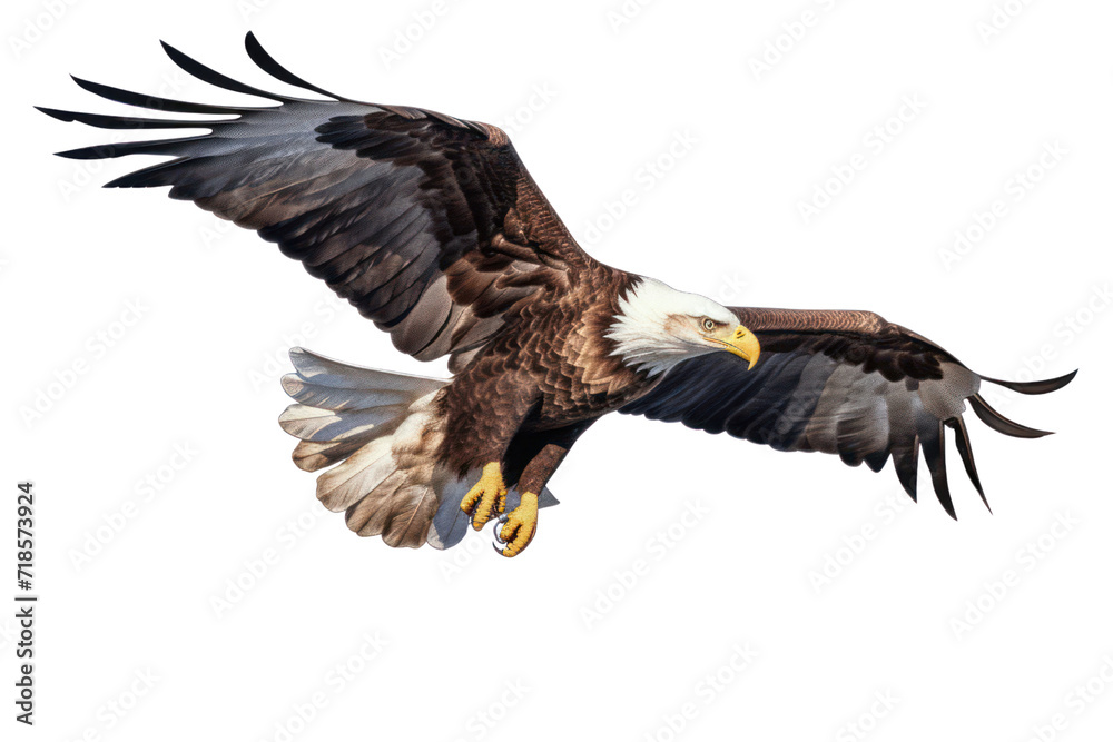 Eagle on transparent background Stock Photo | Adobe Stock