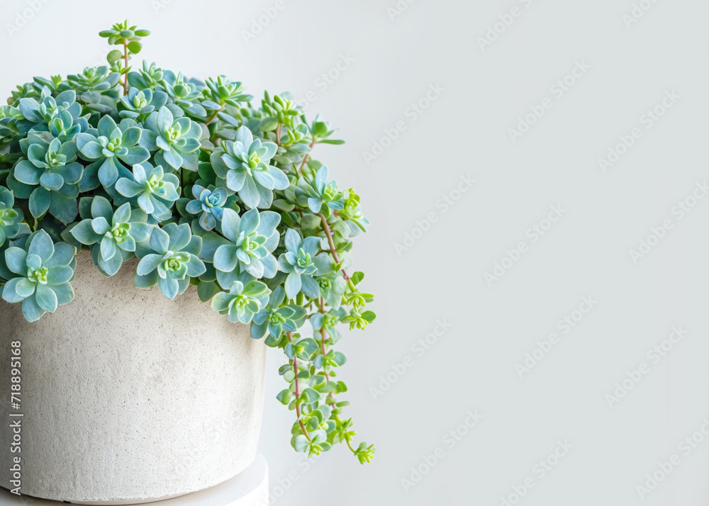 A white backdrop highlighting a 'Sedum morganianum', its trailing stems ...