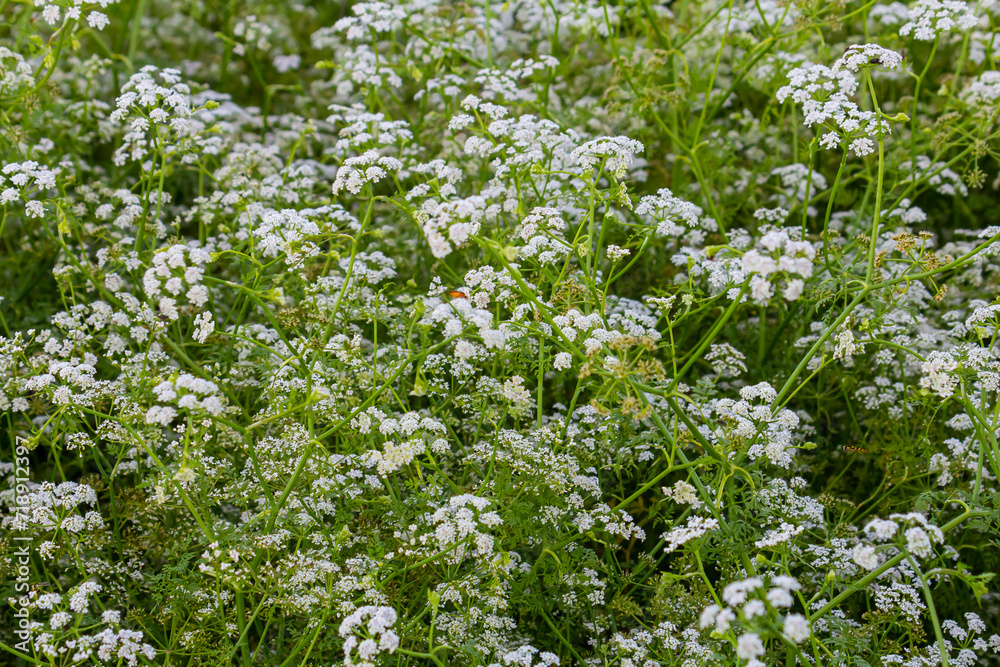 Conium maculatum, colloquially known as hemlock, poison hemlock or wild ...