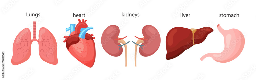 Vector de Stock Set of human internal organs. Lungs, heart, liver ...