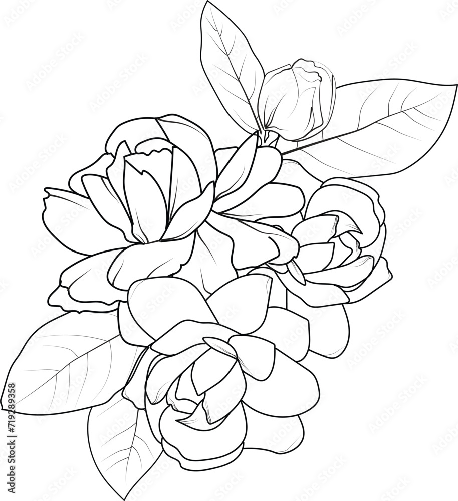 , white jasmine flower drawing, realistic jasmine flower drawing, art ...