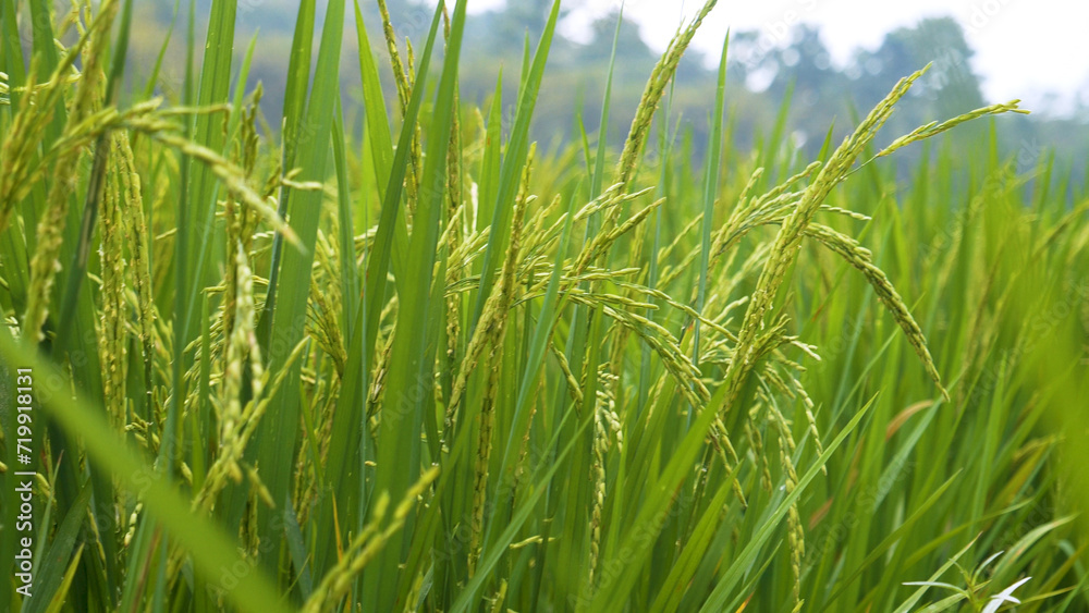 Rice Field Green agriculture ecosystem Asian rice paddy field Vietnam ...