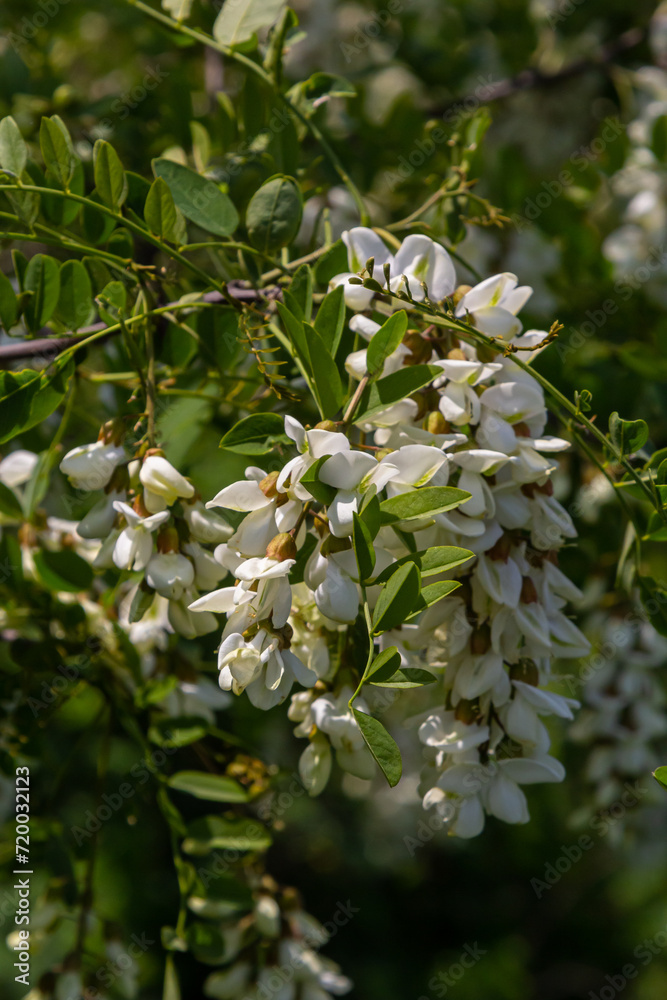 Abundant flowering acacia branch of Robinia pseudoacacia, false acacia ...