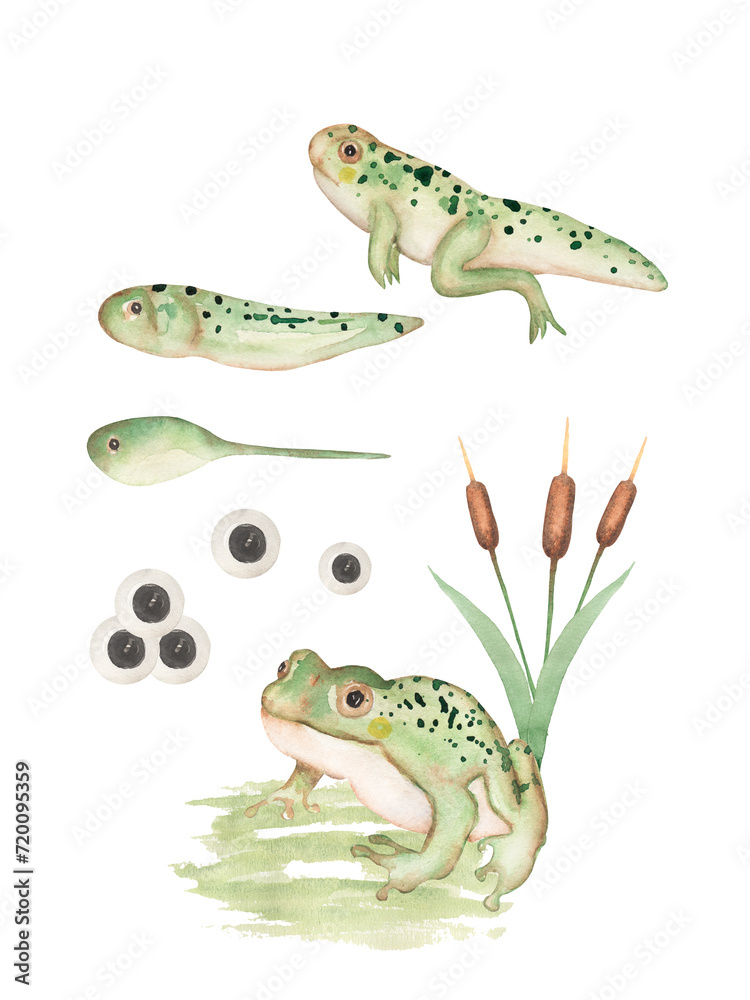 Watercolor frog life cycle illustration set, educational clipart for ...