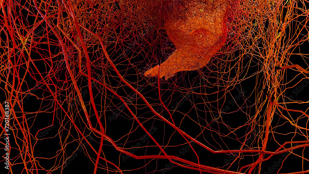 Human arterial and venous circulatory system, Medically accurate ...