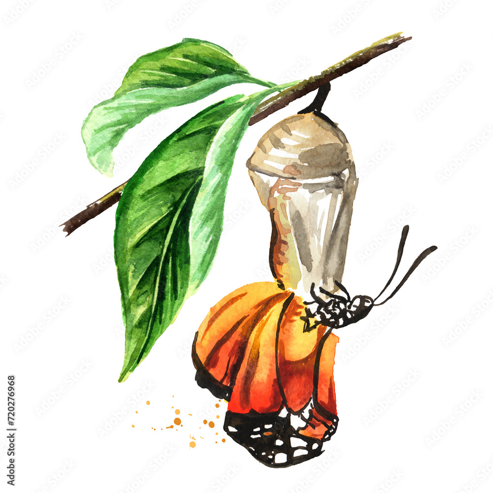 Butterfly metamorphosis development stages, caterpillar larva, pupa ...