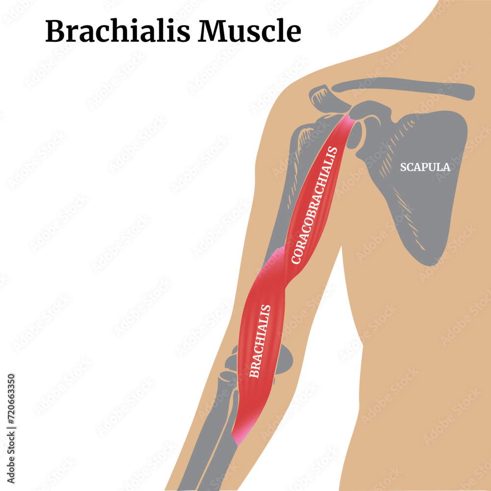 Anatomy of the human body. Brachialis muscle and arm bones with scapula ...