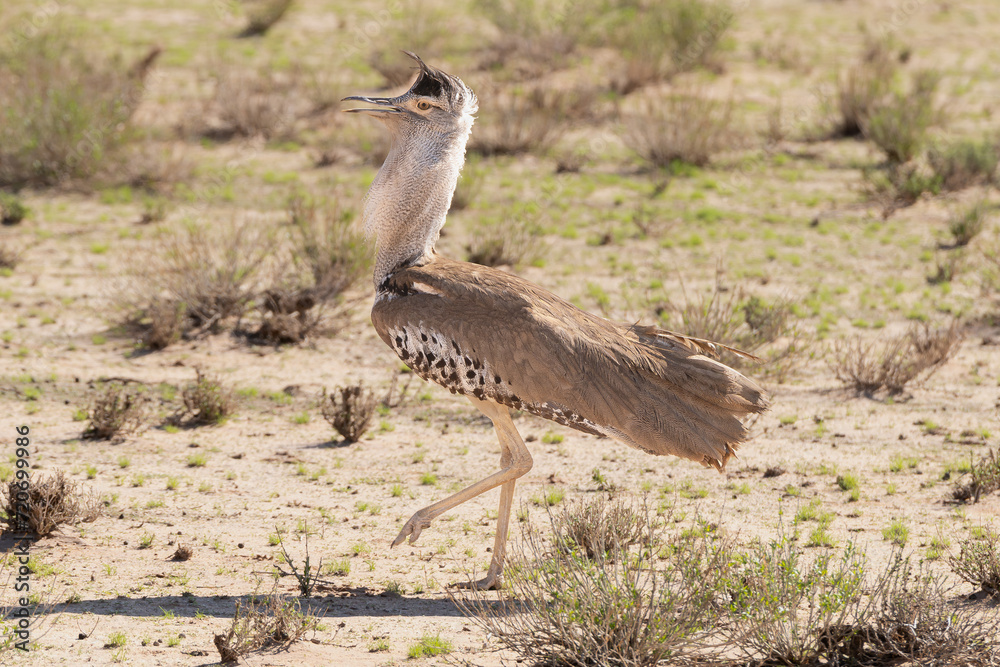 Kori bustard - Ardeotis kori on ground. Photo from Kgalagadi ...