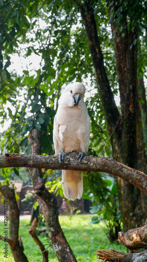 White cockatoo in the park. The white cockatoo parrot (Cacatua alba ...