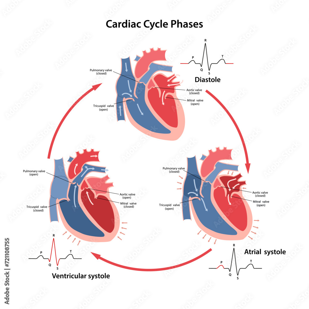 Scheme of the phases of the cardiac cycle with their phases on the ...