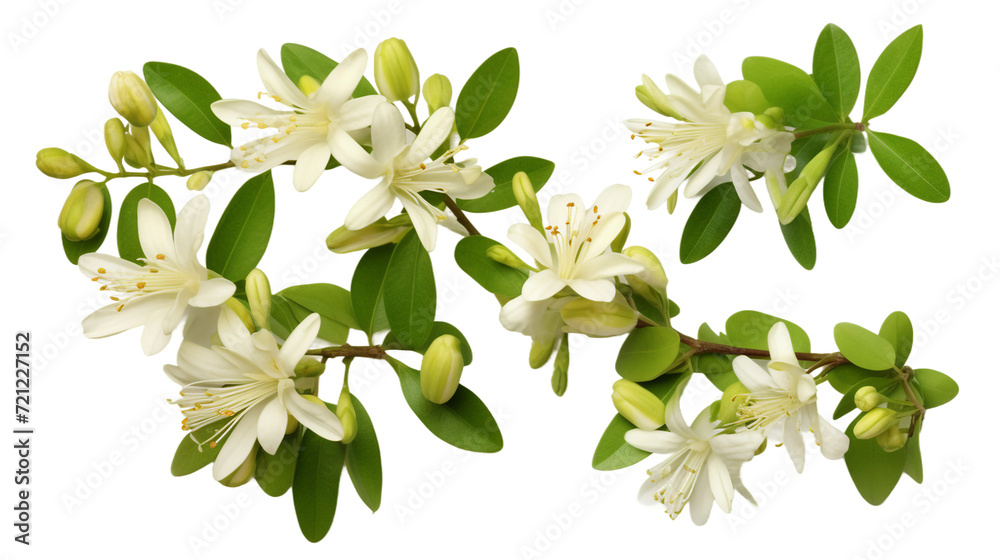 Top View Garden Elegance – Honeysuckle Plants in Transparent Isolation ...