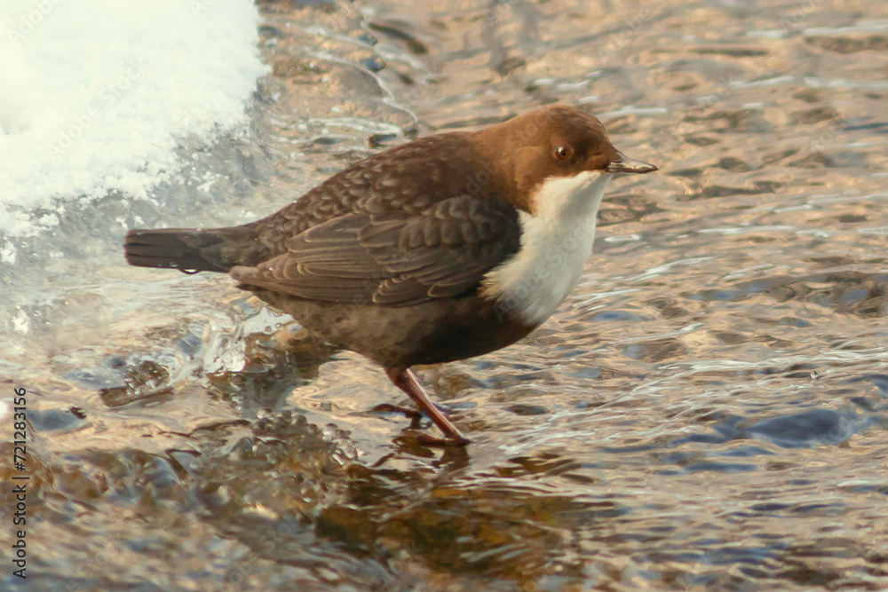 The bird is the common dipper of the passerine order. It is also called ...