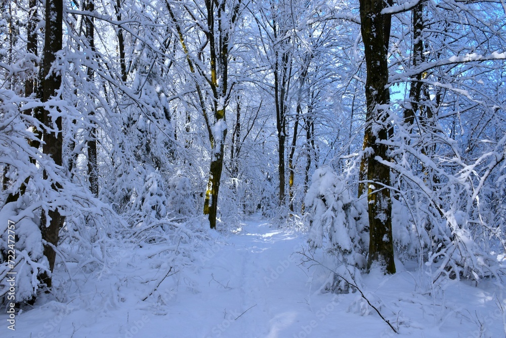 Temperate, deciduous forest with snow covered hornbeam (Carpinus ...