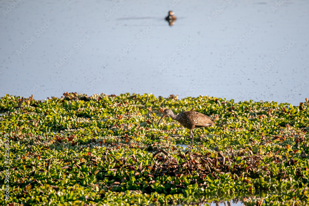 Foto de Stock El carrao, caraú o guariao o karãu en guaraní es una ...
