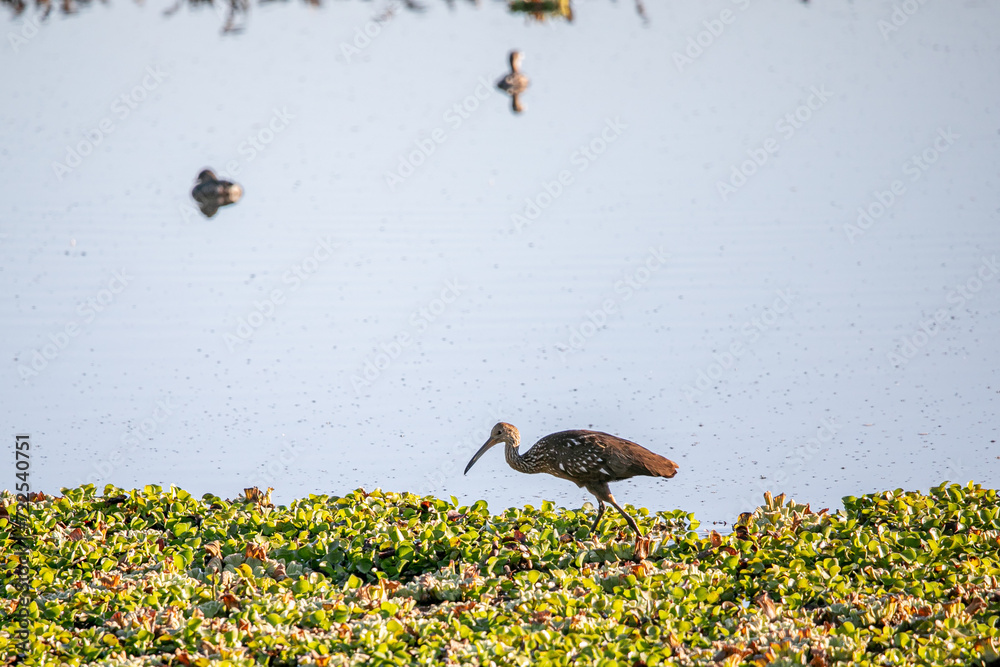 El carrao, caraú o guariao o karãu en guaraní es una especie de ave ...