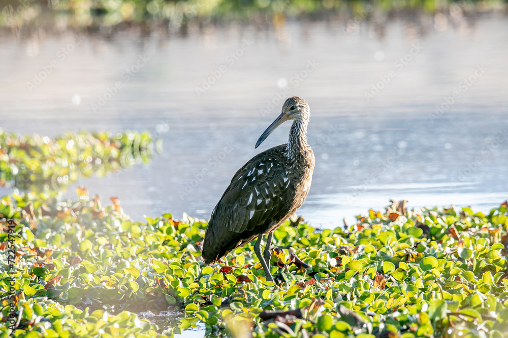 El carrao, caraú o guariao o karãu en guaraní es una especie de ave ...