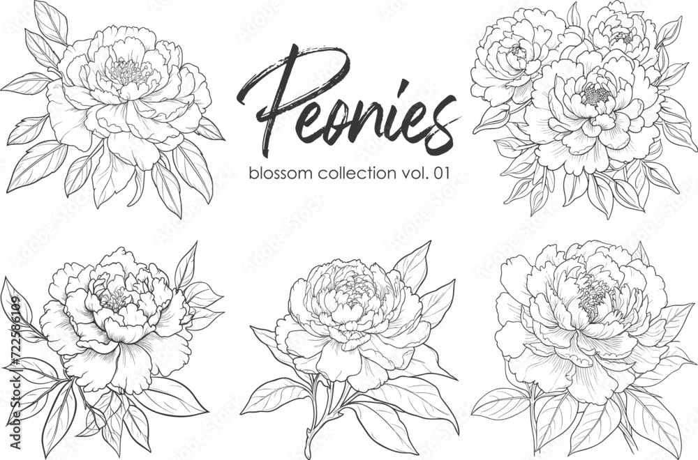 Peonies line art vector illustration set isolated on white. Flower ...