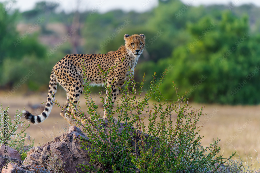 Cheetah (Acinonyx jubatus) sub adult walking, climbing and playing in ...