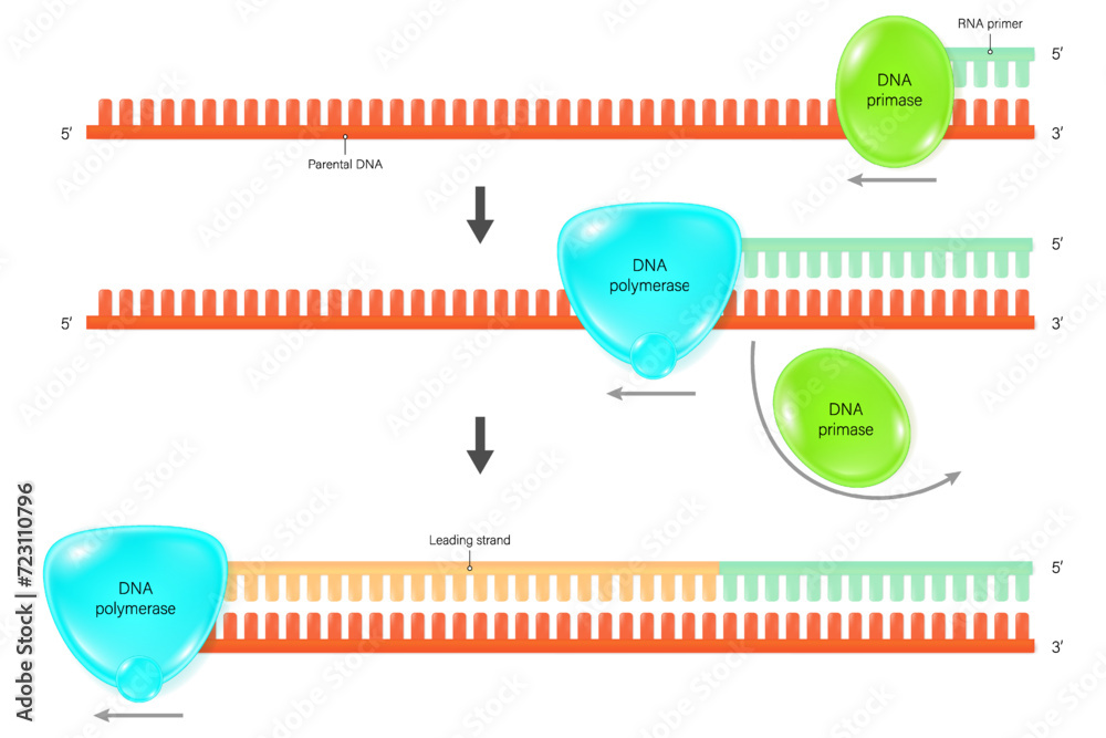 DNA primase. The synthesis of RNA primer used as primers for DNA ...