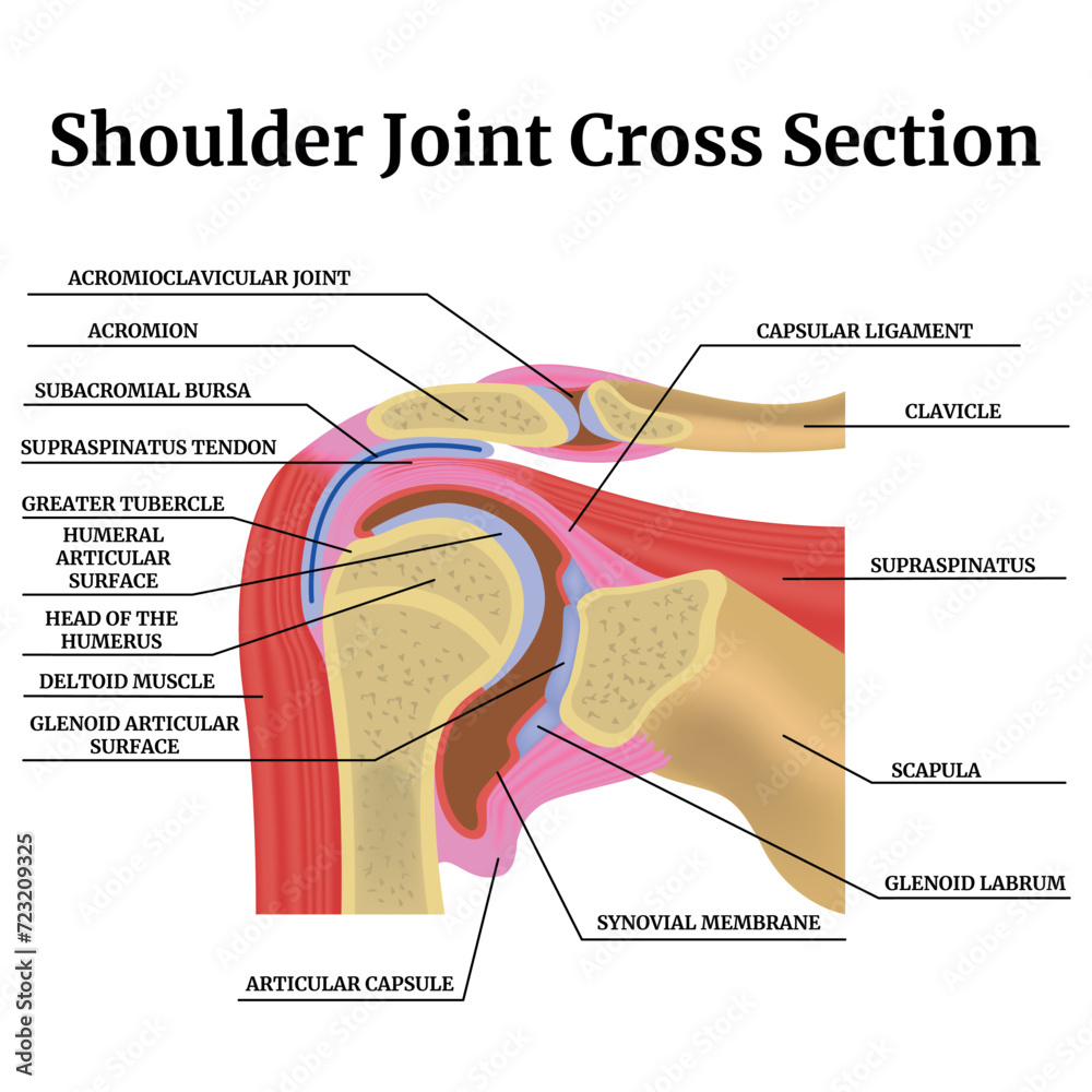 Anatomy of the human shoulder joint in cross section. Colorful medical ...