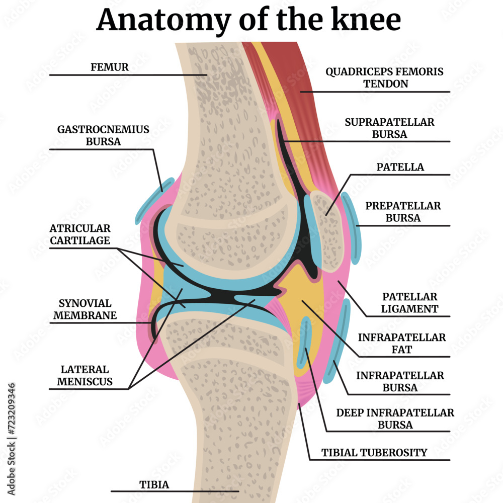 Anatomy of the human knee joint in cross section. Colorful medical ...