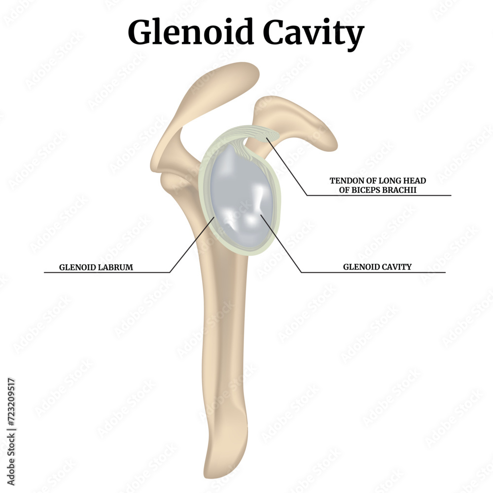 Glenoid cavity. Rendering of the clavicular joint. Vector medical ...