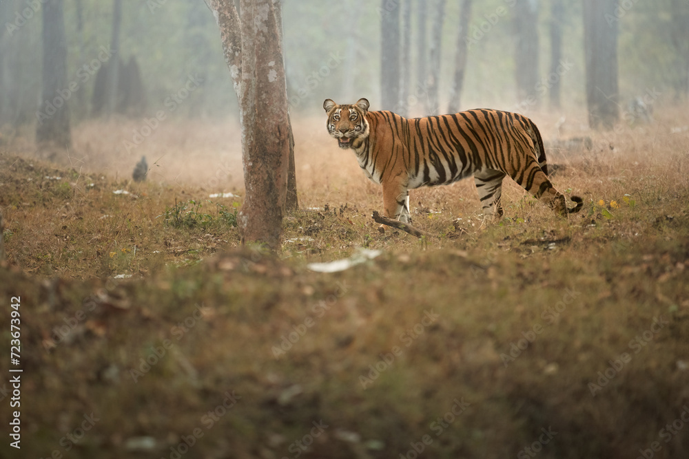 Tiger safari theme: Bengal tiger, Panthera tigris, in morning haze ...