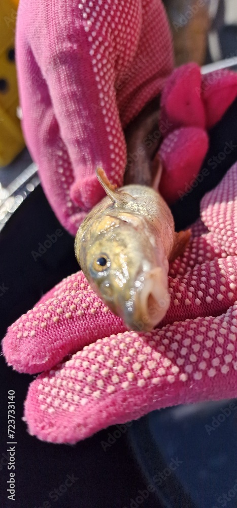 Gokcha barbel Sevan barbel (Barbus goktschaicus) is a species of ray ...