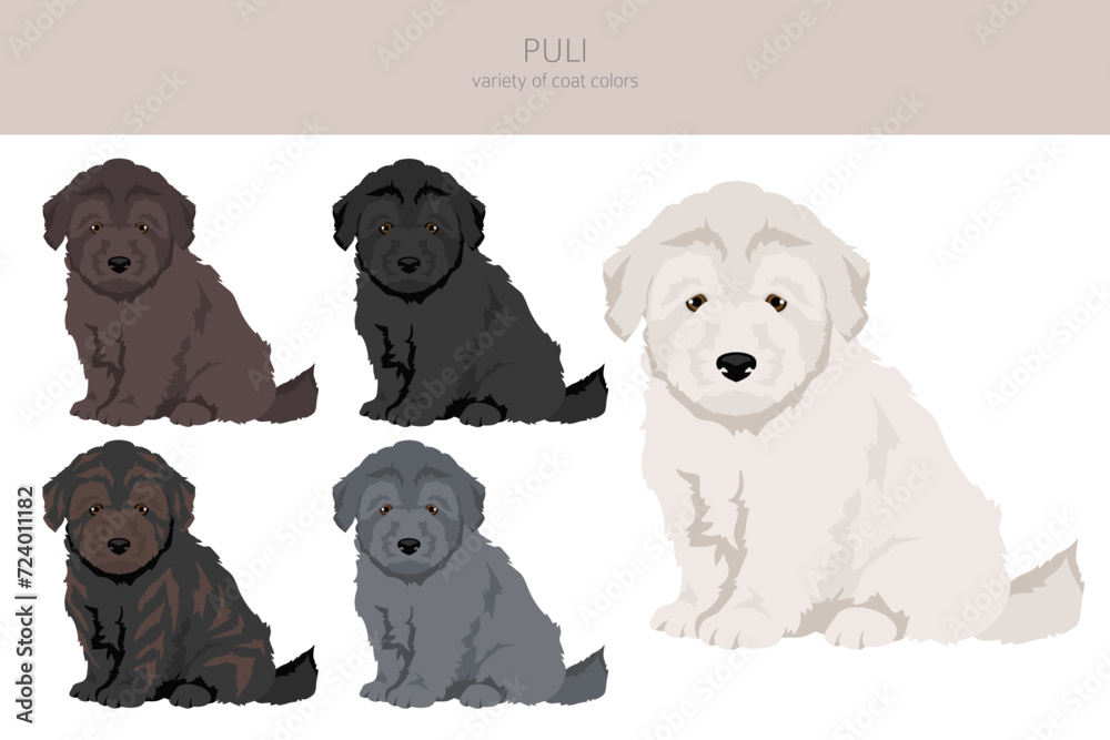 Puli puppies clipart. Different poses, coat colors set Stock Vector ...