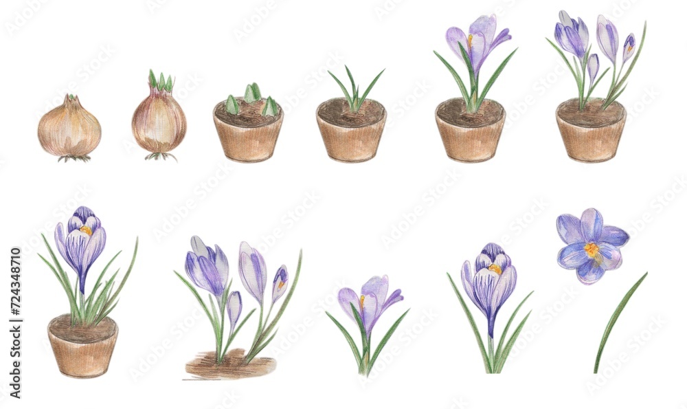 Crocus flower Life Cycle Watercolor Clipart. Growing Stages of plant ...