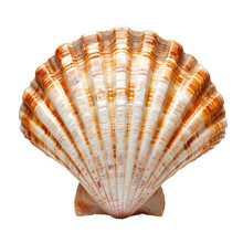 Ocean Clam Shell Free Stock Photo - Public Domain Pictures