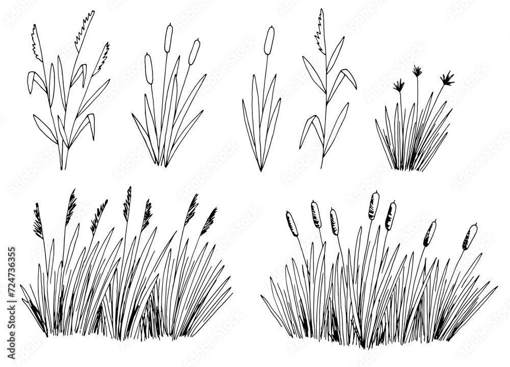 Reed set isolated graphic black white sketch illustration vector Stock ...