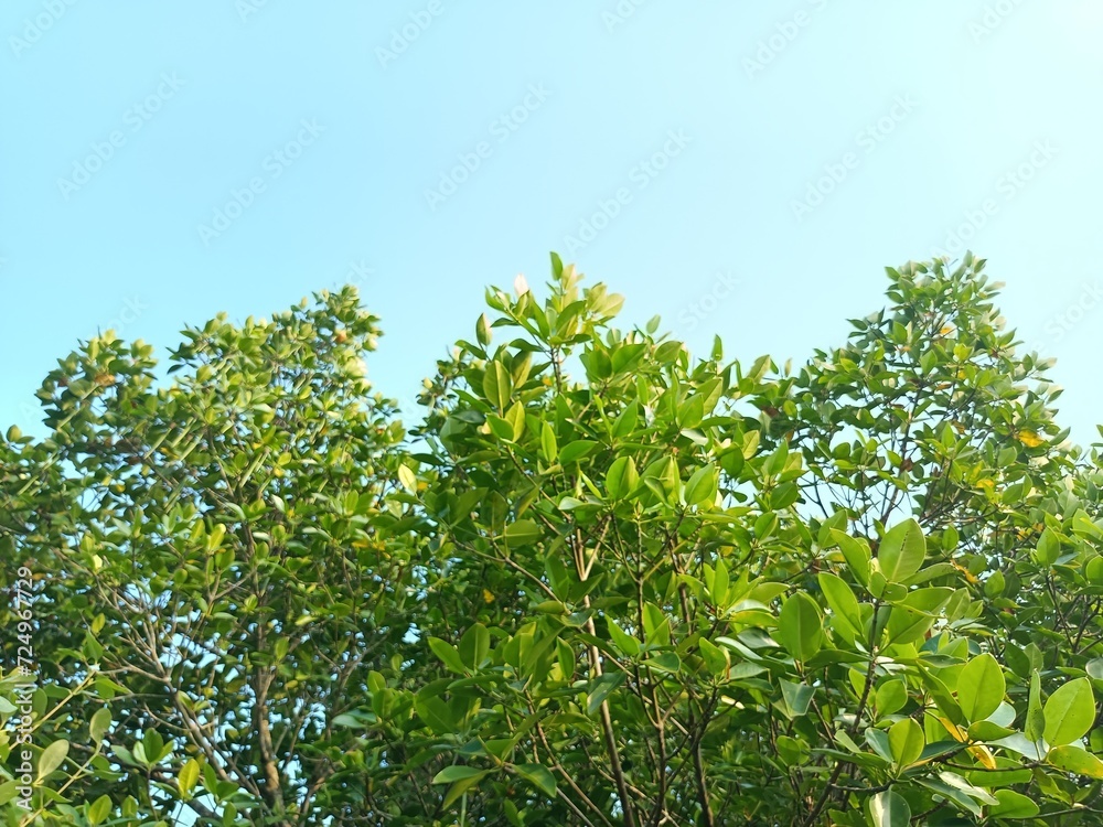 Rhizophora stylosa, the spotted mangrove, red mangrove, small stilted ...