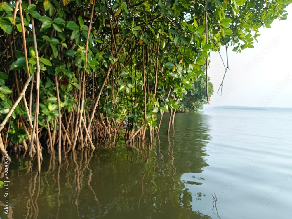 Rhizophora stylosa, the spotted mangrove, red mangrove, small stilted ...