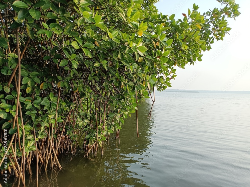 Rhizophora stylosa, the spotted mangrove, red mangrove, small stilted ...